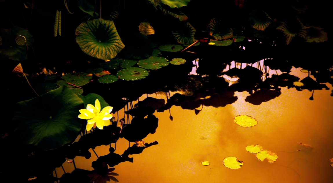 Đi tìm ý nghĩa của đời sống – Làng Mai