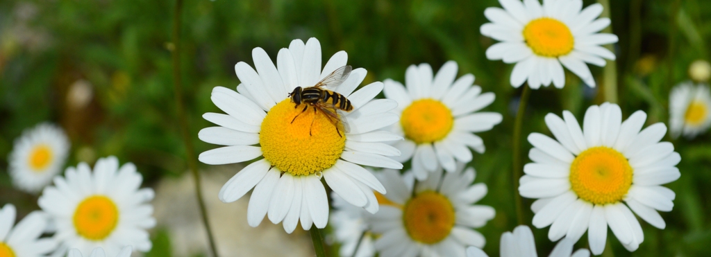 Ong và hoa – Làng Mai